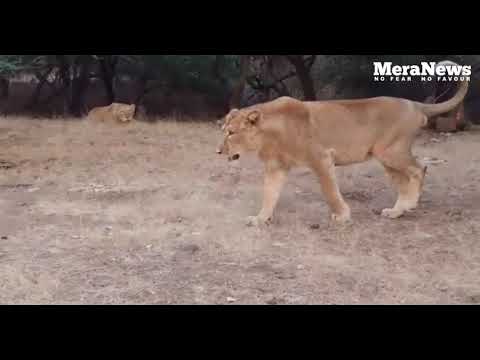 VIDEO: Lioness attacks lion to protect her cub - YouTube