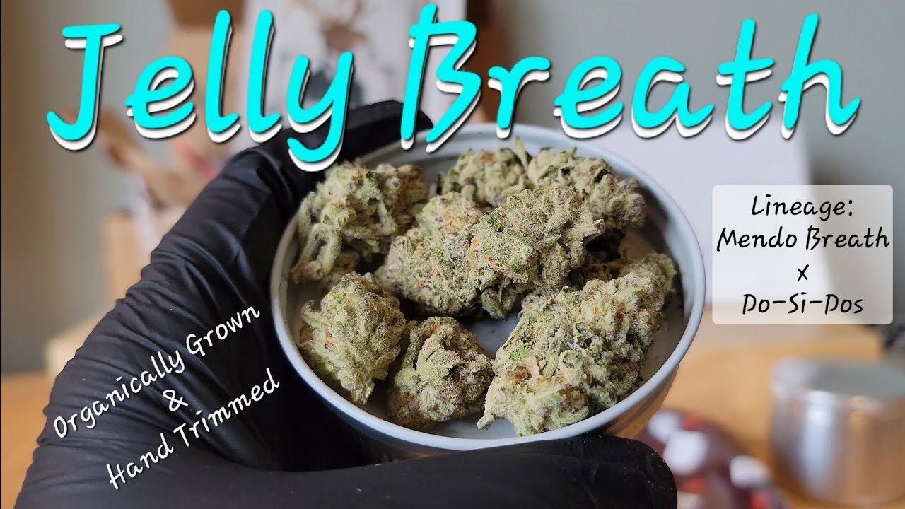Jelly Breath - Lucky Elk - THCa Flower Review - YouTube