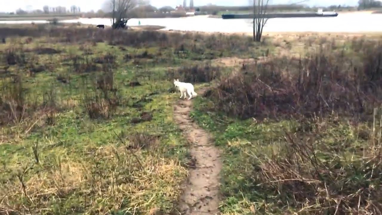 Waltz of the White Shepherd (solo piano) - Anna Simonetta - YouTube