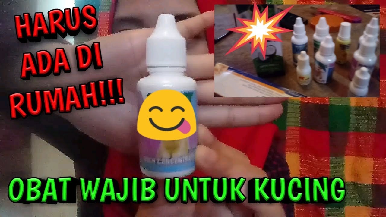 OBAT - OBATAN YANG WAJIB ADA DI RUMAH UNTUK KUCING | PERTOLONGAN ...