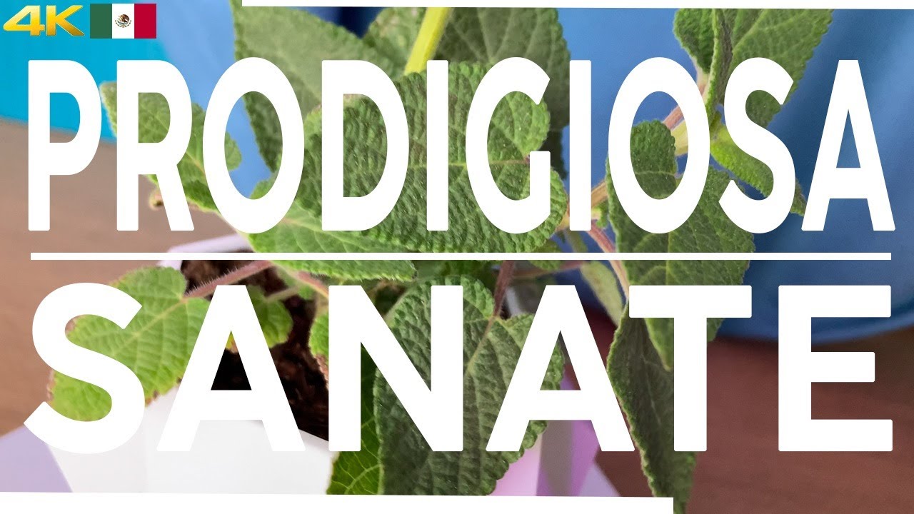 Prodigiosa #benefits 🌿 Sanate 🌿¿PARA QUE SIRVE ? 🌿Usos🌿 #plants #nature ...