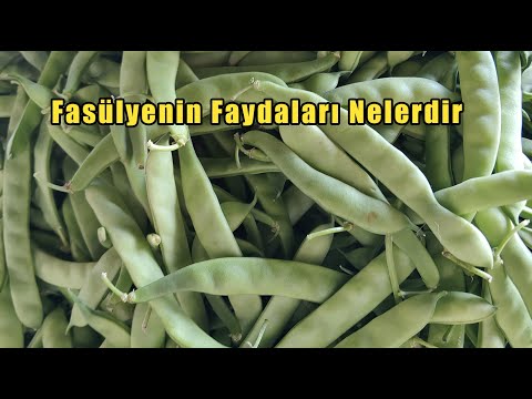 Taze Fasülyenin, Yeşil Fasülyenin Faydaları Nelerdir?