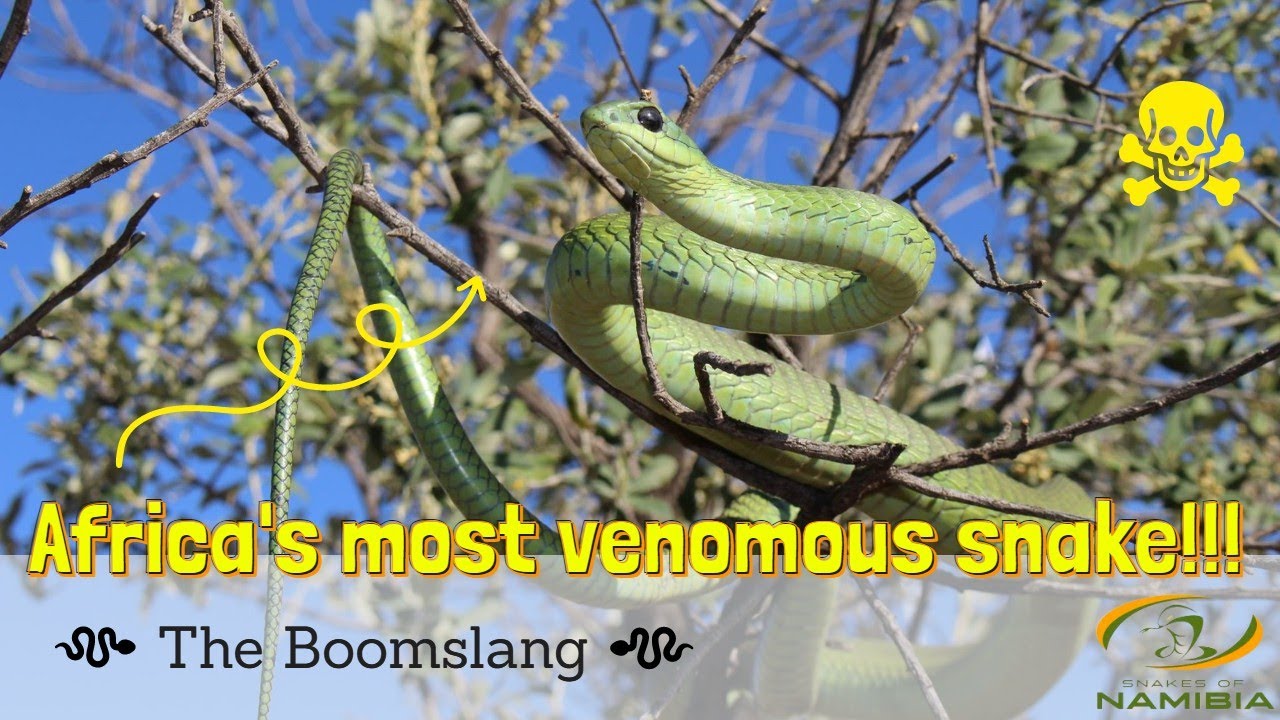 A brief overview of Africa’s most venomous snake! - YouTube