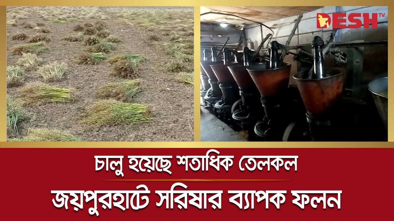 জয়পুরহাটে সরিষার ব্যাপক ফলন, চালু হয়েছে শতাধিক তেলকল | Joypurhat ...