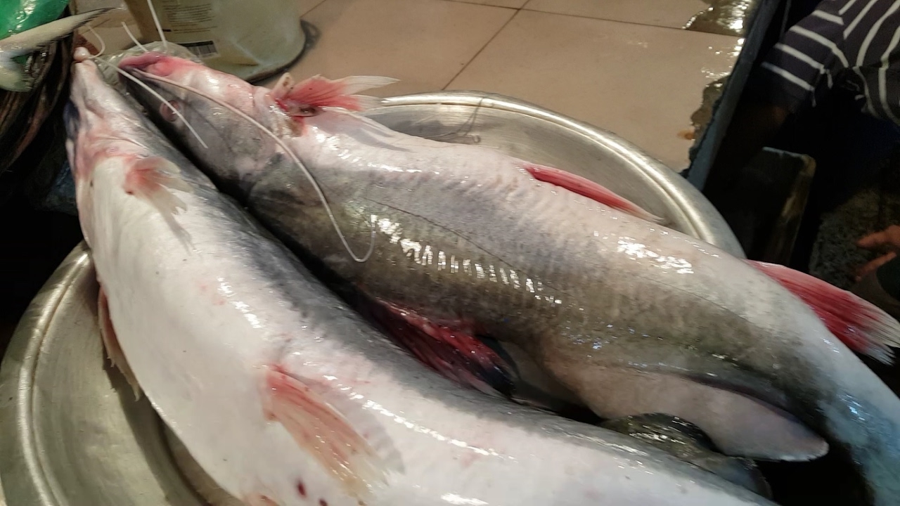Amazing Fish Market Banani | Huge Fresh Fish Available Market - YouTube