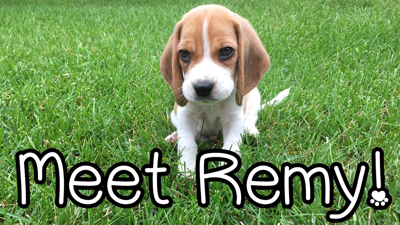 MEET REMY! - YouTube