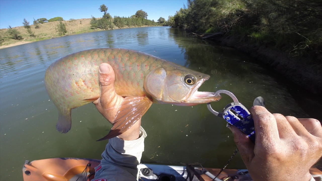 Saratoga, Sooty Grunter and Eel Tail Cat Fish on Dragon Kayak - YouTube