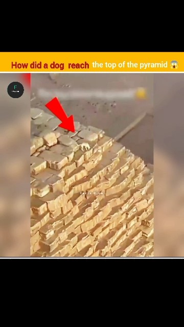 How did a dog reach the top of the pyramid? #facts #viralvideo # ...