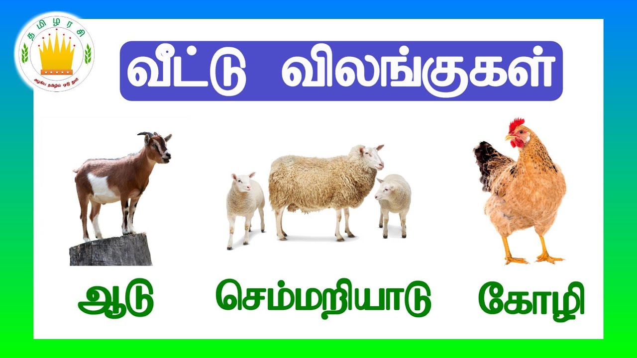 வீட்டு விலங்குகள்-தமிழரசி| veetu vilangugal | Farm animal names for ...