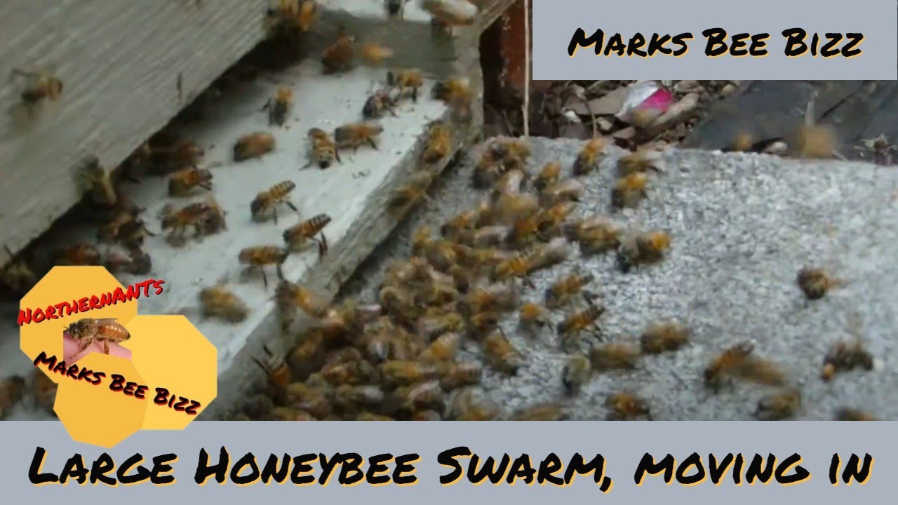 Large Honeybee Swarm moving in. Marks Bee Bizz - YouTube
