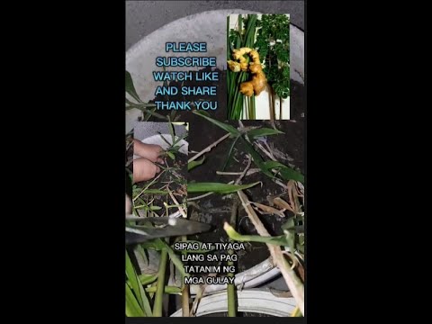 Sipag at tiyaga lang sa pagtatanim - YouTube