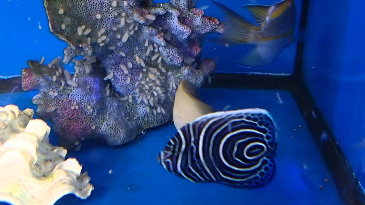 Maculiceps tang, Bellus Male - YouTube