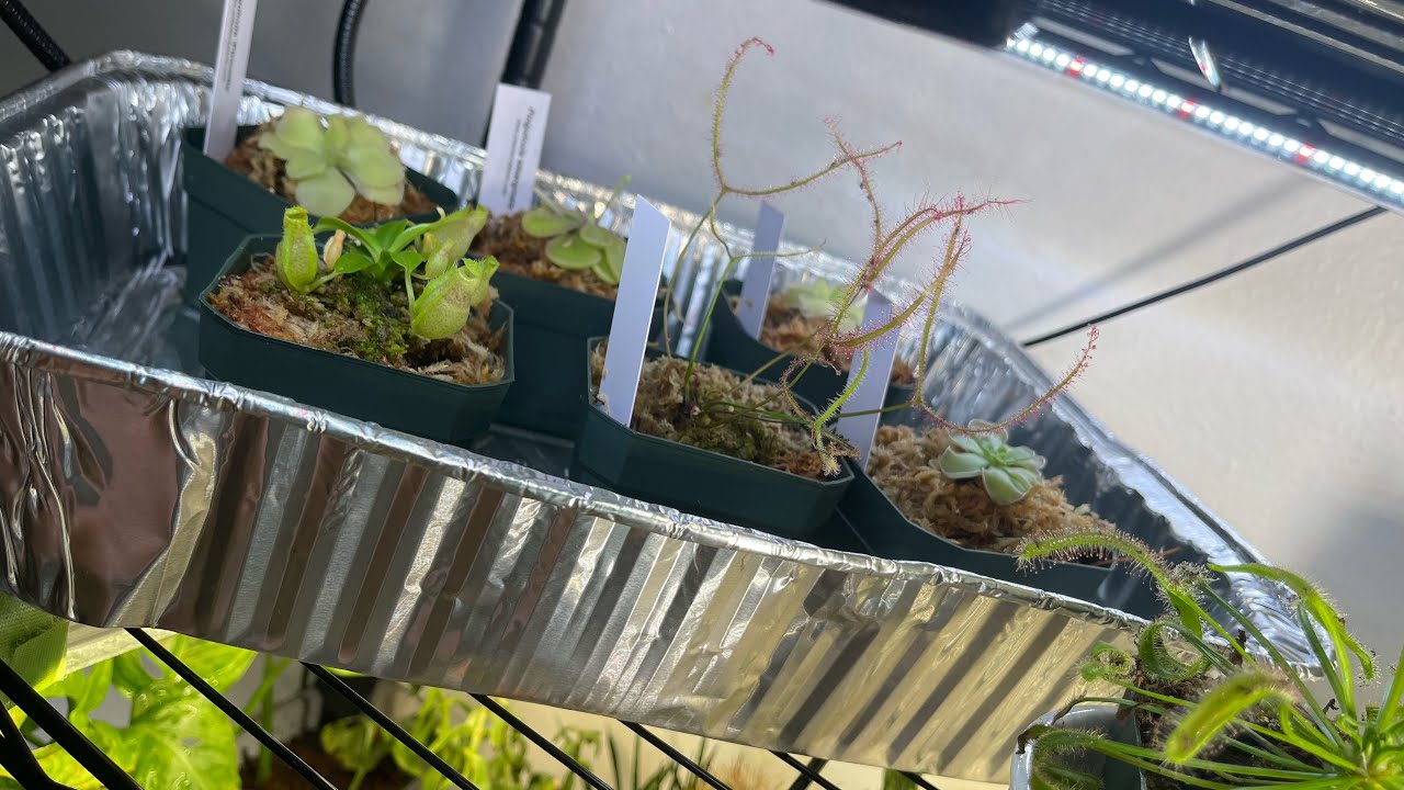 Feeding carnivorous plants - YouTube