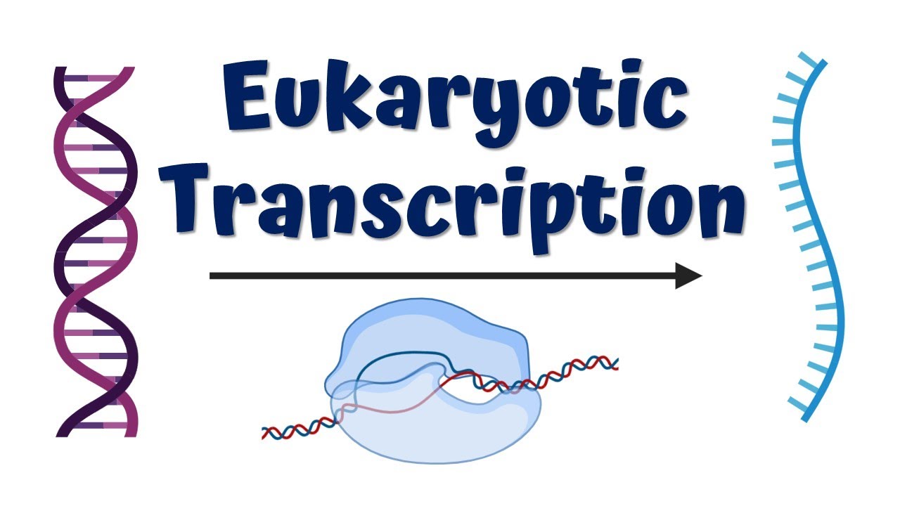 Transcription in Prokaryotes || The Basics of Transcription - YouTube