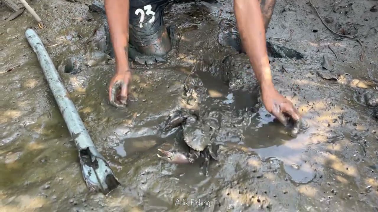 Traditional way of catching giant mud crabs Scan mangrove forest for ...