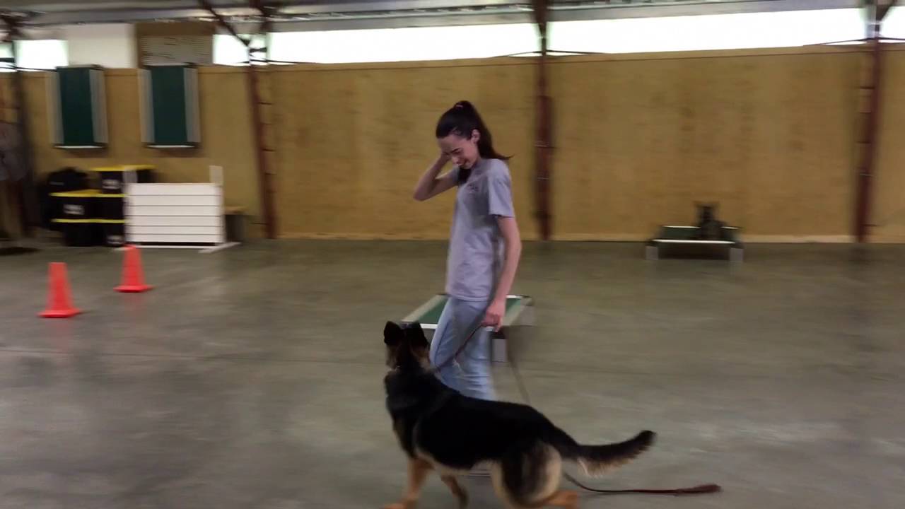 Beautiful German Shepherd "Hazel"18 Mo. Obedience Protection Trained ...