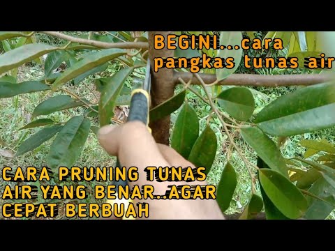 Cara Pruning Durian Yang Benar - YouTube