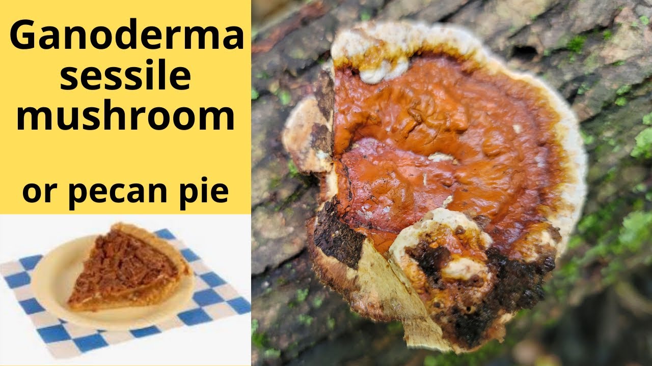 Ganoderma sessile mushroom or pecan pie? - YouTube