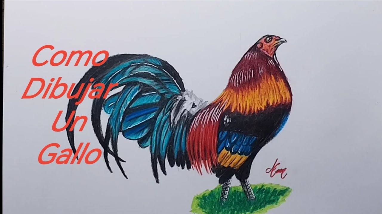 como dibujar un gallo de peleas con lápices de colores #dibujo #lapicesdecolores - YouTube