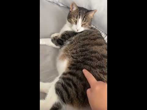 Lustige Katzenvideos | Katze ist genervt 😂 #shorts - YouTube