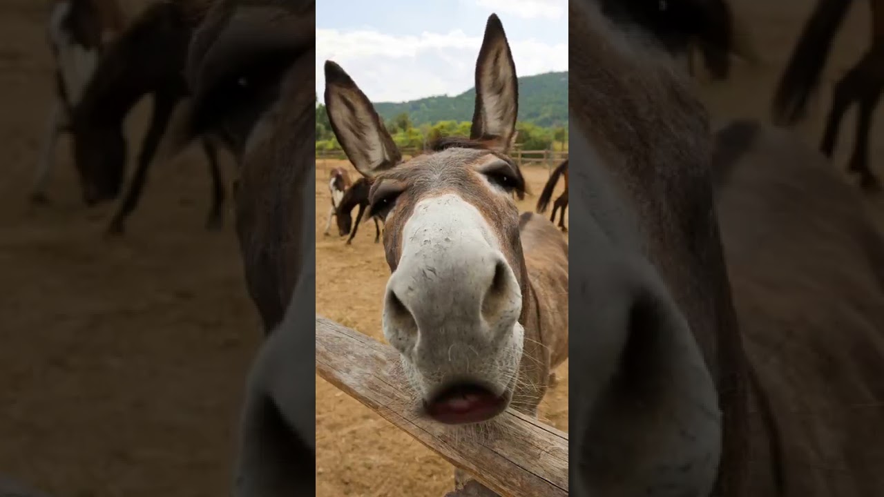 El burro burlon - YouTube