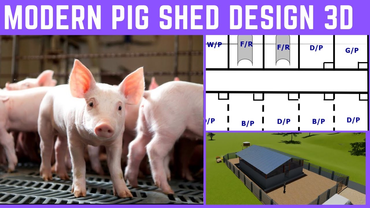 Modern Pig Shed | Pig Shed Design 3D - YouTube