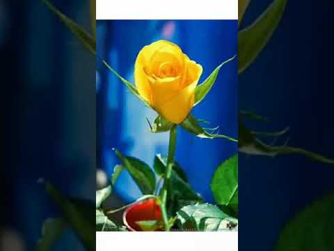 Ender Doğan Kalbimdesin eseri