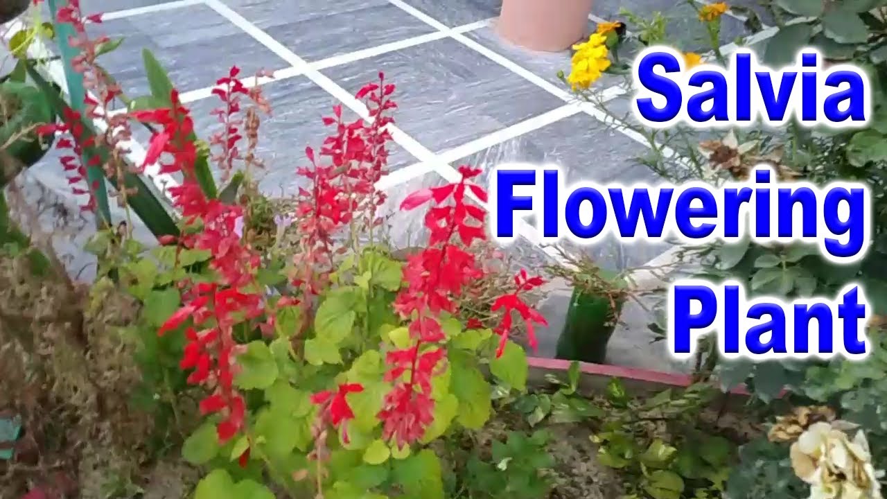 How to Grow Salvia Flowering Plant from Seeds - Red Salvia Plant Review ...