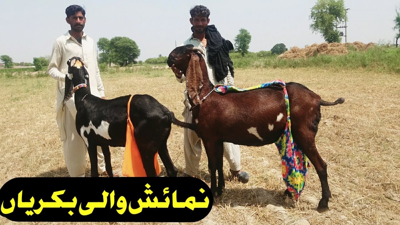 Papuu Gujar Ki Numaaish Wali Bakryan || Best Beetal Goats In Pakistan ...