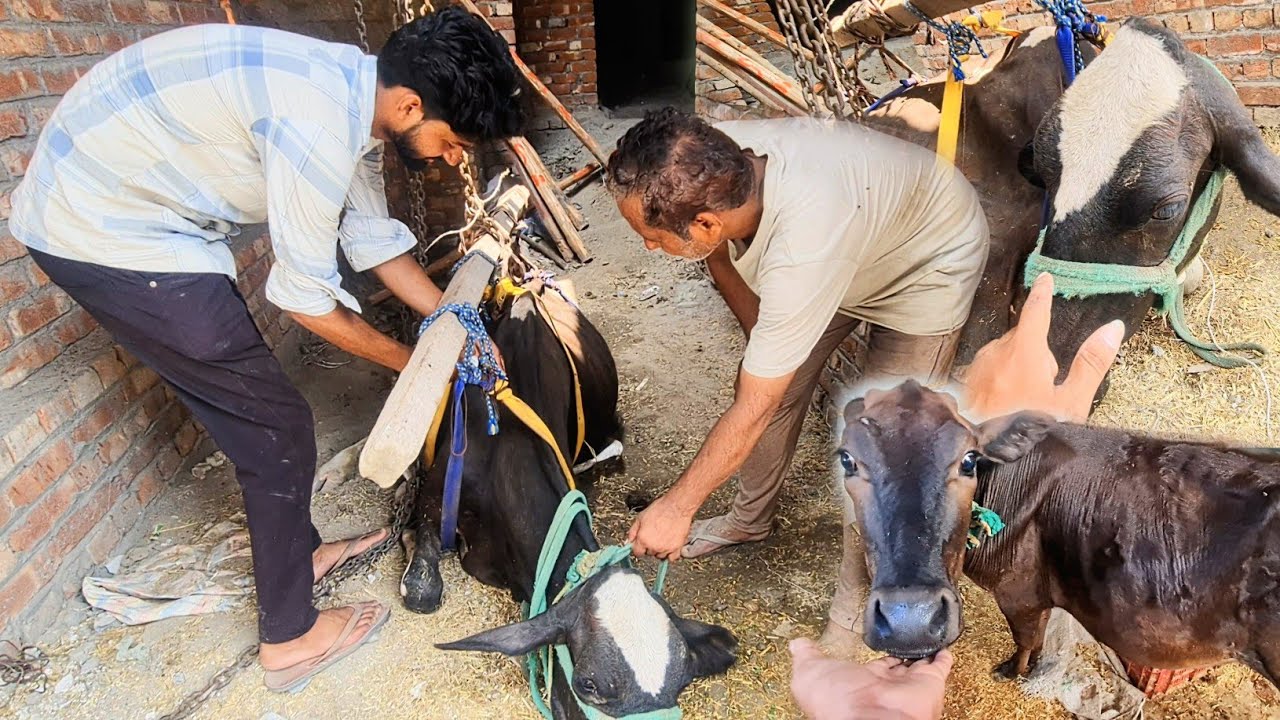 Ek Baar Or Koshis Ki Badi Cow Ko Uthane Ki Lekin Socha Nahi Tha Aisa Ho ...