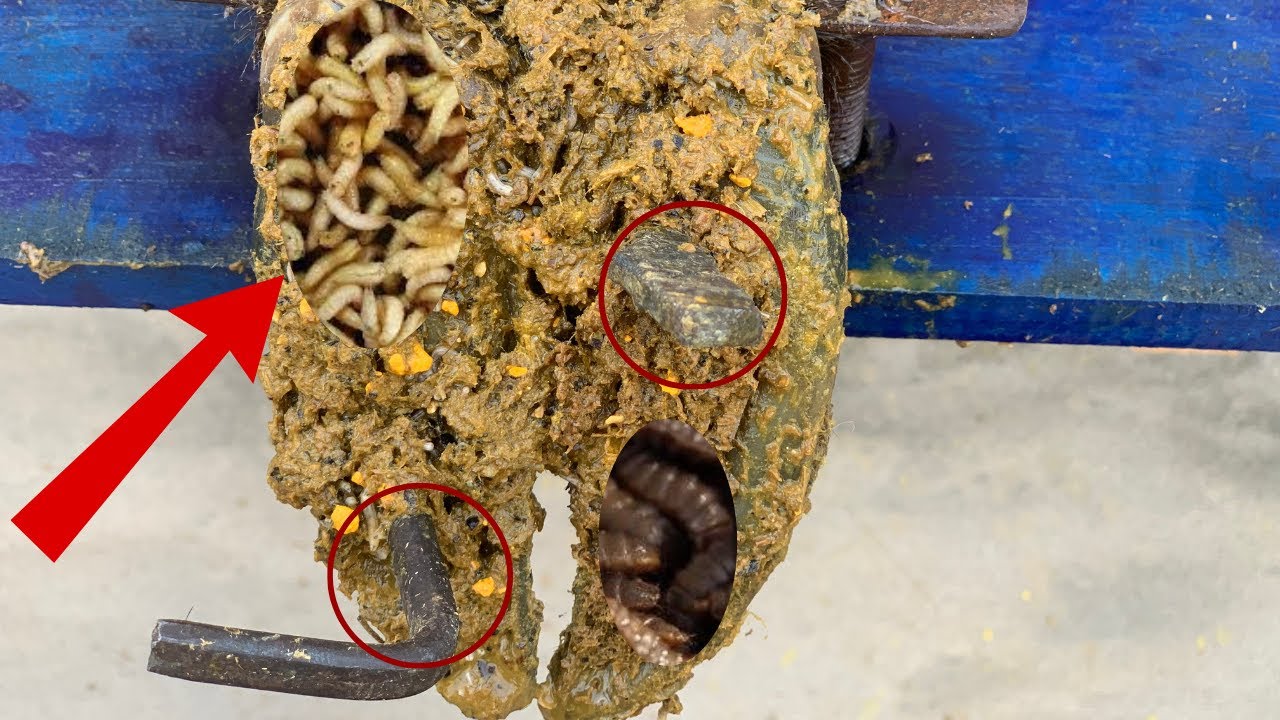 Cut,Trim and Cleaning - Medical support for necrotic wounds on cow's ...