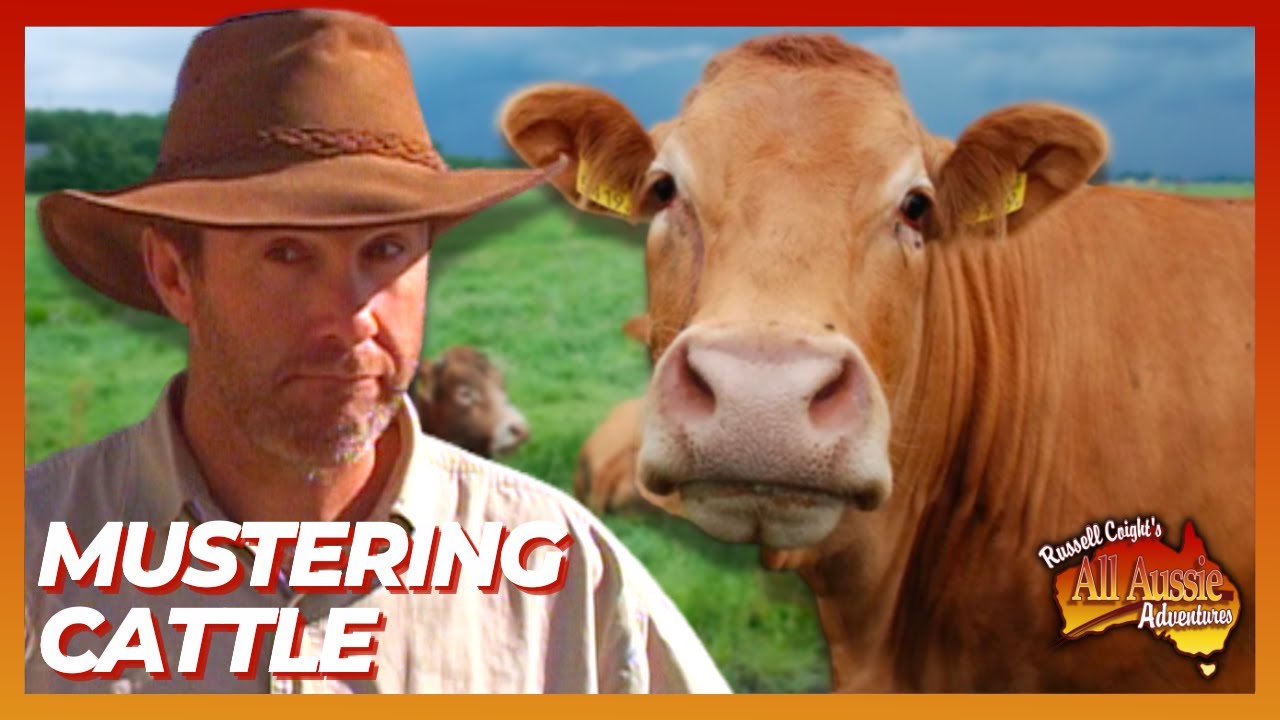 Russell Coight Teaches You How To Muster Cattle | All Aussie Adventures ...