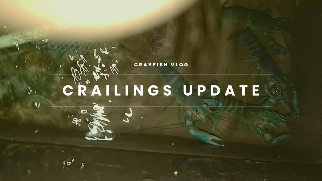CRAYFISH UPDATE! - YouTube