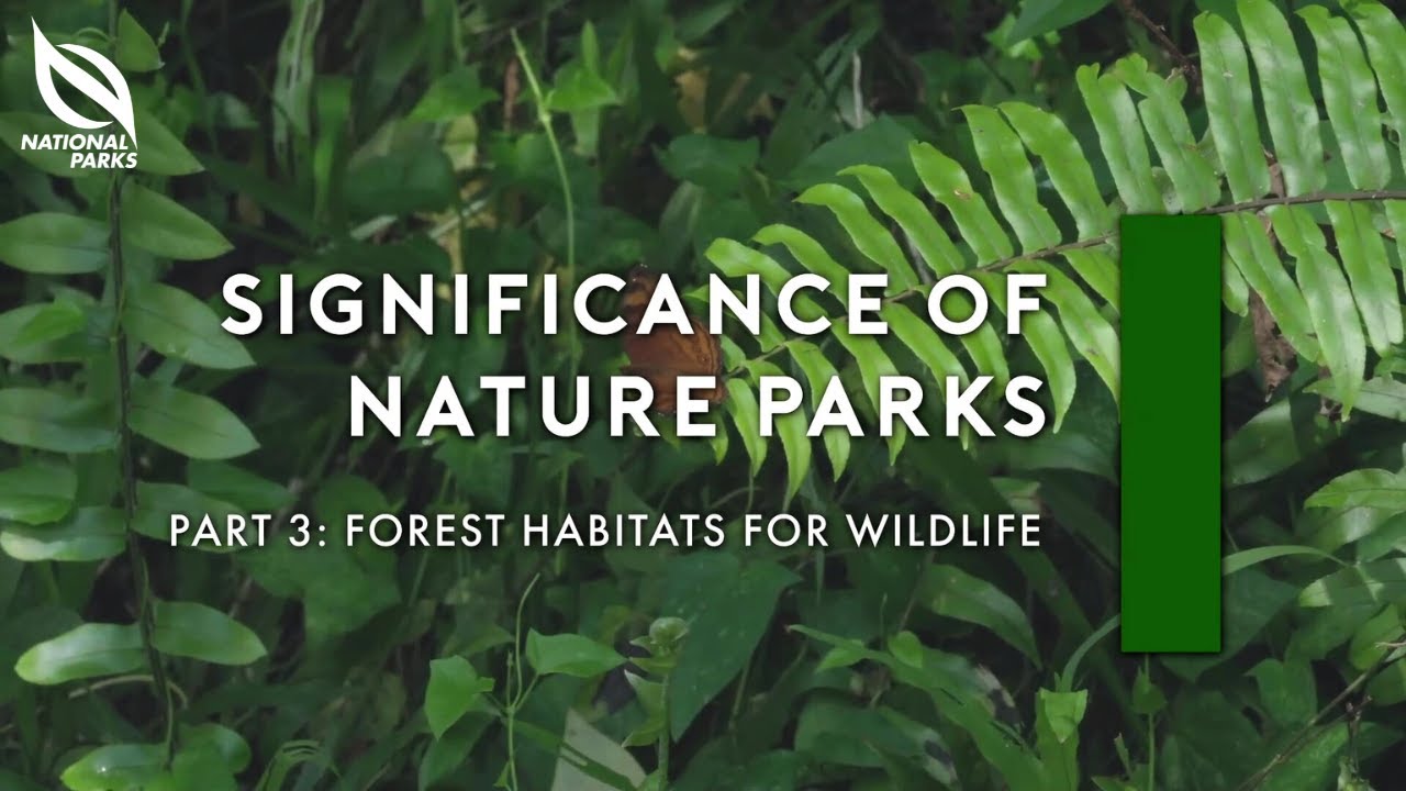 Forest Habitats for Wildlife | Significance of Nature Parks - YouTube