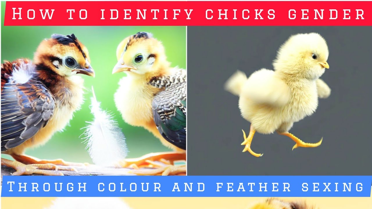 Do you know how to Identify the Gender of Chicks as early as at Day Old ...
