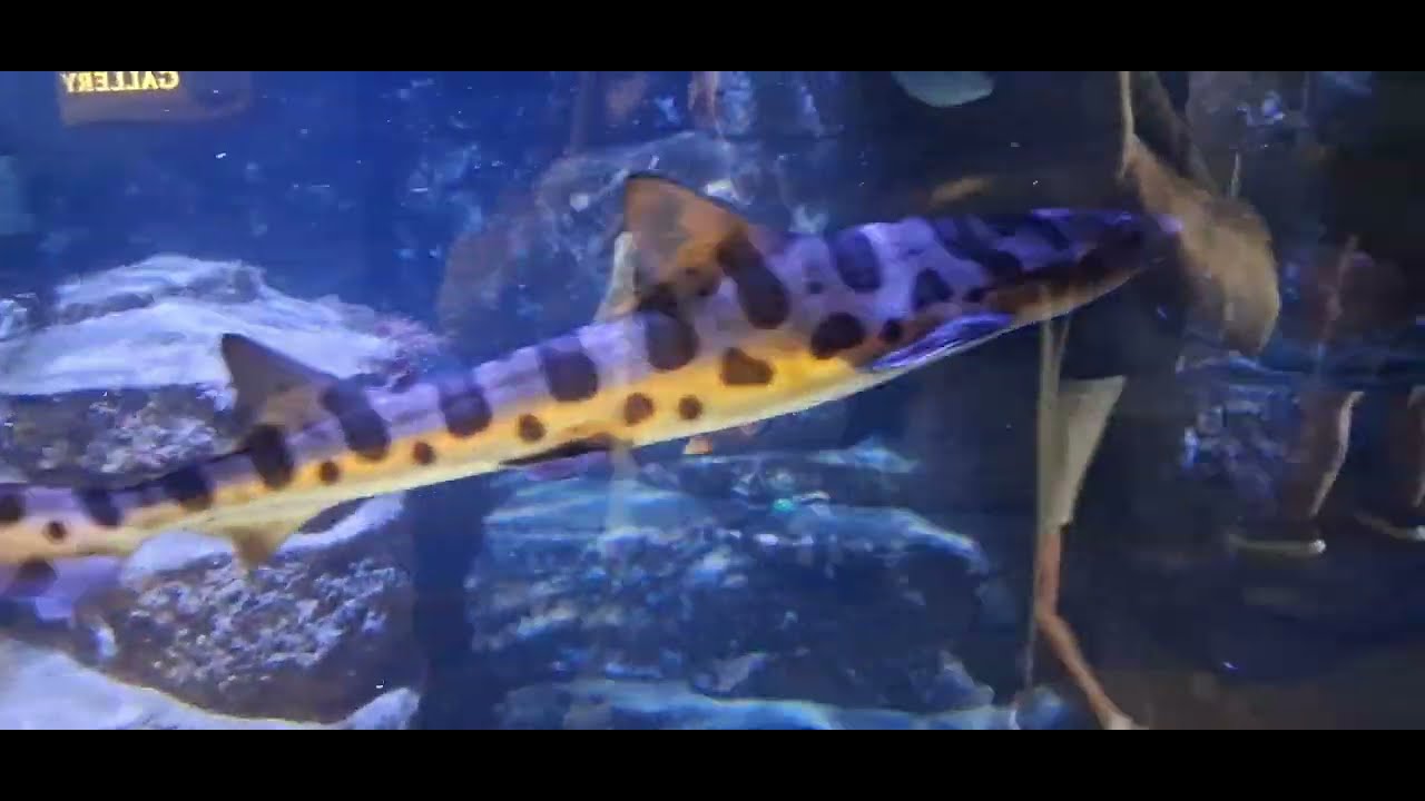 Leopard Shark Close Up #saltwater #shark - YouTube