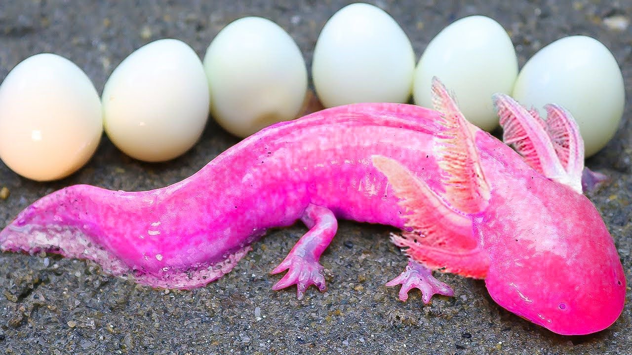 Stop Motion Cooking ASMR Axolotl 도롱뇽/ 이상한 요리를 먹기위한 도전 : 악어, 메기/ 스톱 모션 ...