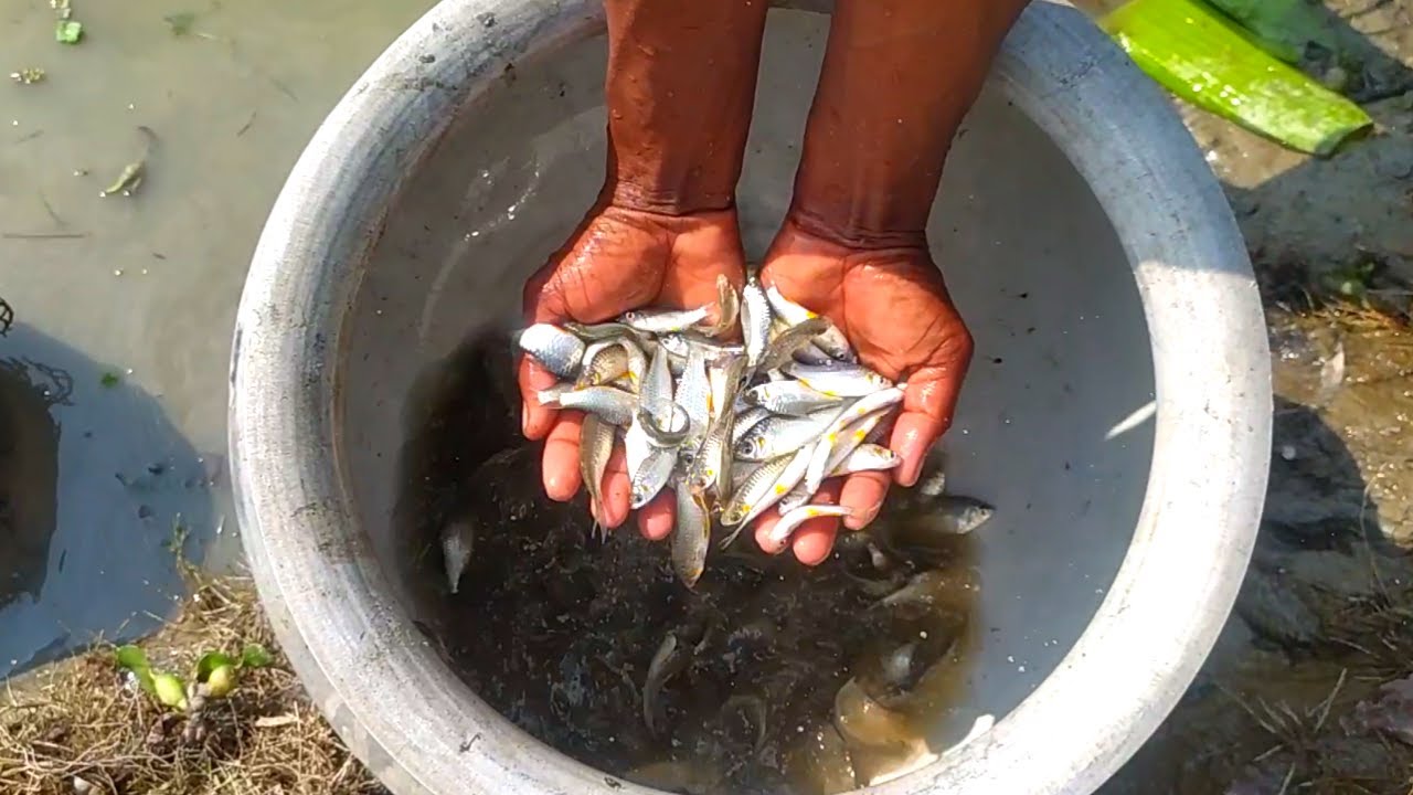 Amazing Fishing Technique || Fish Trap Video - YouTube