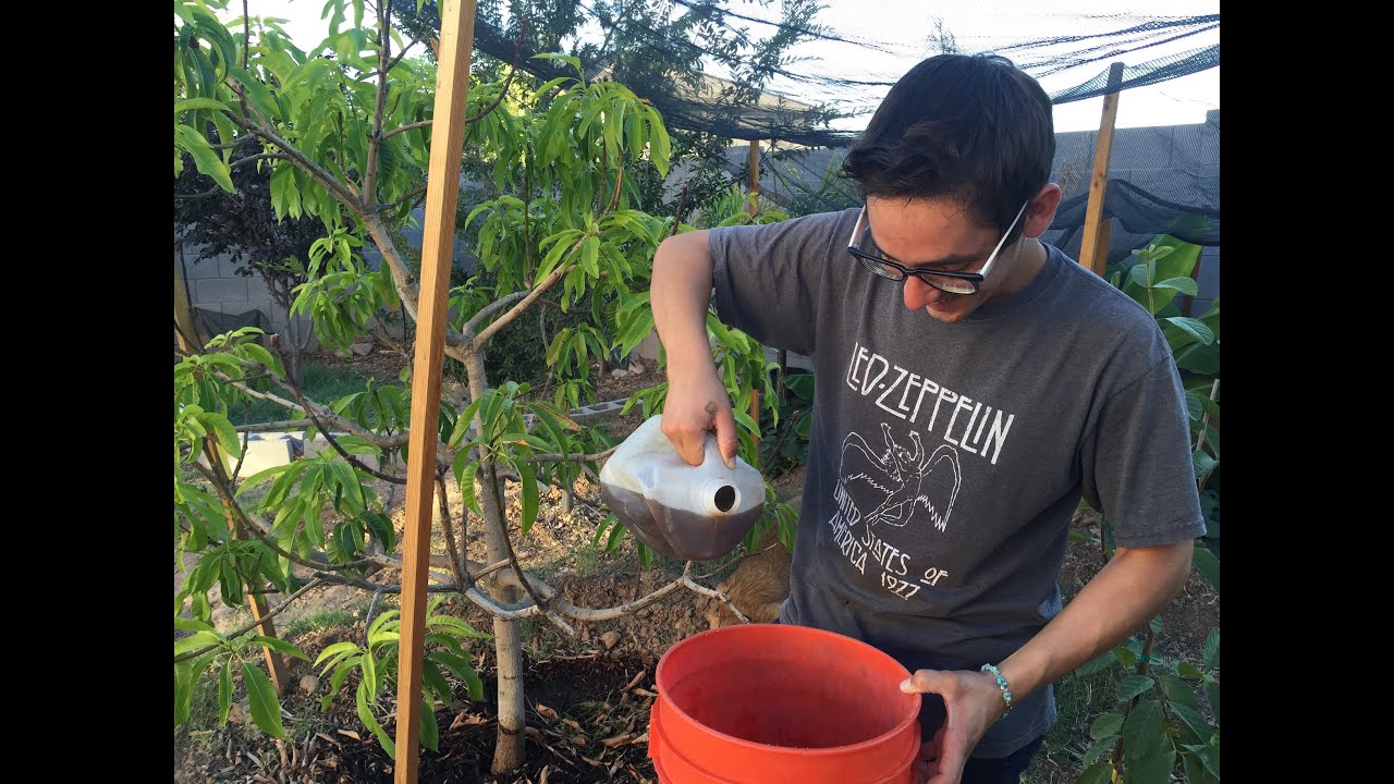 Using Fish Emulsion to Feed a Mango Tree AZ - YouTube