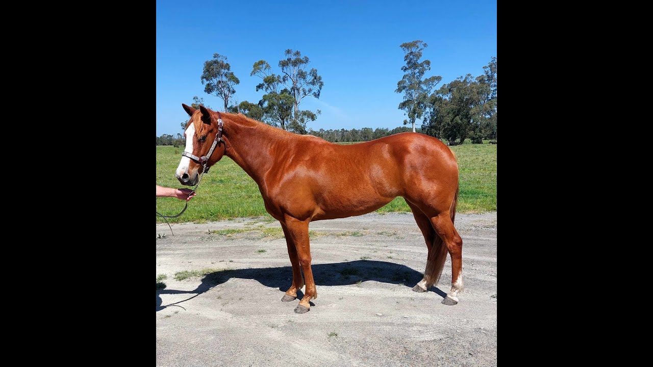 Tarago Red Hot Attention - YouTube