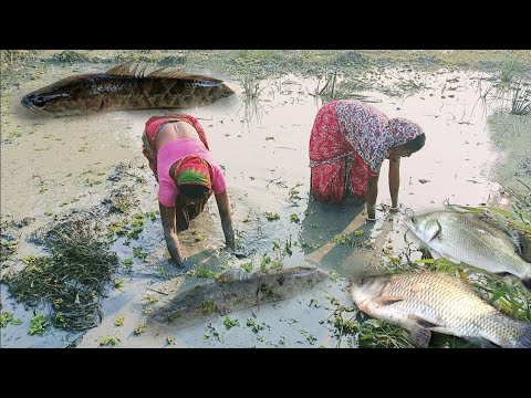 মা আর আমি আমাদের জলাভূমি থেকে হাত দিয়ে অনেক মাছ ধরলাম | fish catching ...