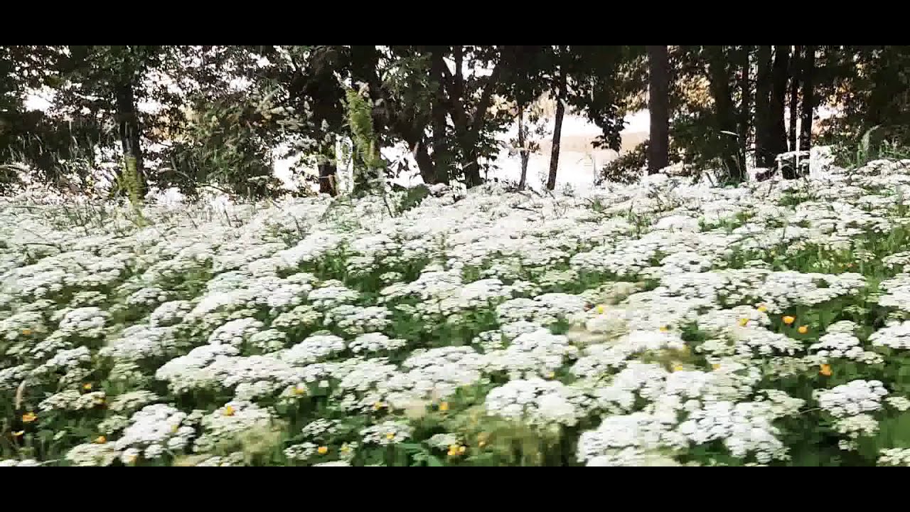 YARROW FLOWERS || FINLAND - YouTube