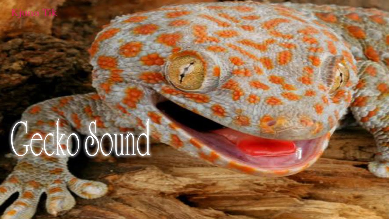 GECKO SOUND, TUKO SOUND - YouTube