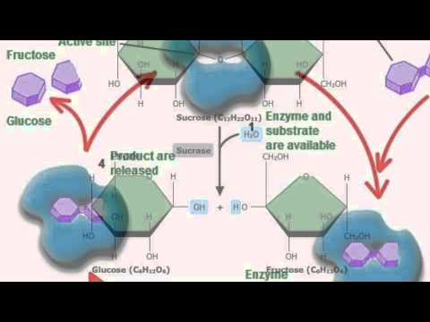 Hydrolysis Enzyme - YouTube