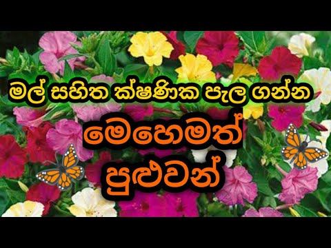 Mal wagawa/ මල් සහිත නව ශාකයක් ක්ෂණිකව ලබා ගැනීම/hendirikka - YouTube