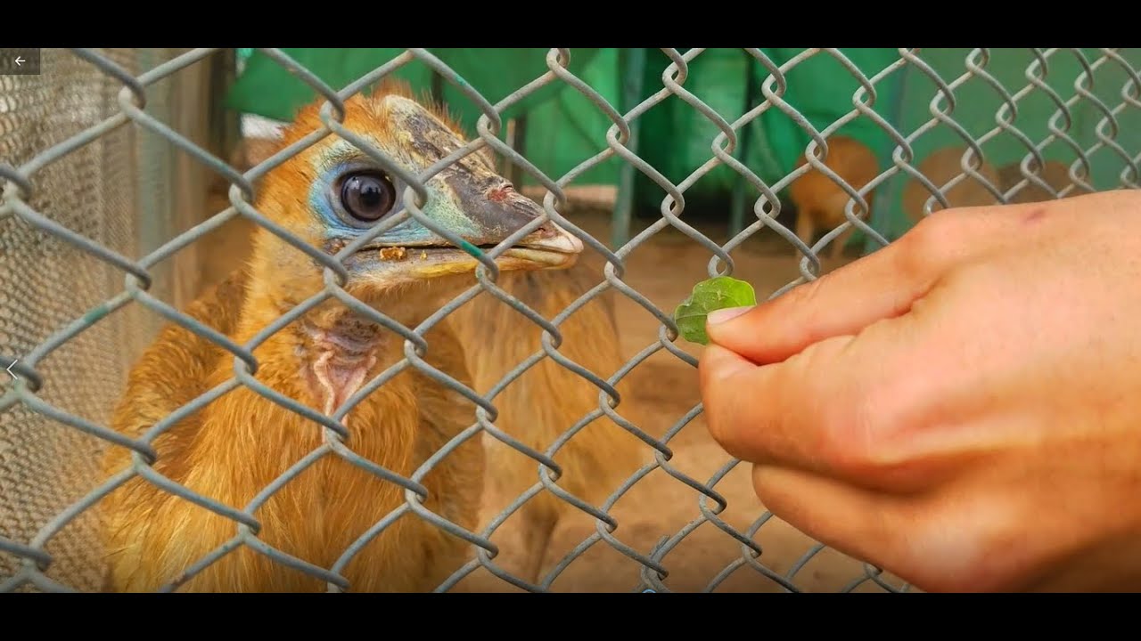 Peshawar Zoo!!!!Short Trip To Peshawar Zoo!!!Vlog - YouTube
