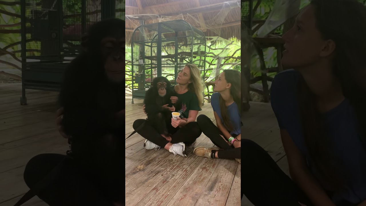 Chillin with the chimp - YouTube