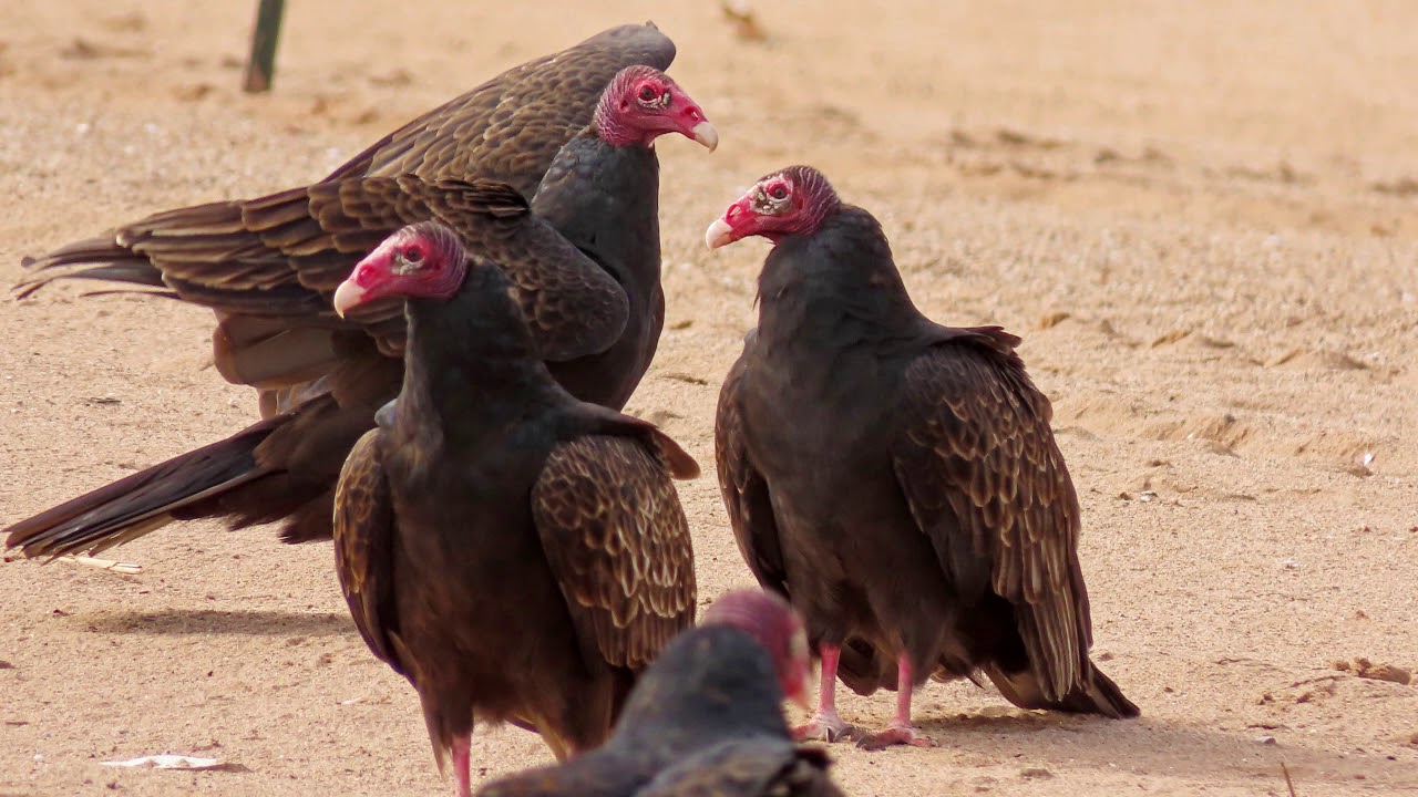 Filming the Feathers: Beach Buzzards - YouTube