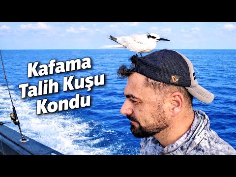 Maldivler’de Rengarenk Dev Balıklar Yakaladık !! / Deniz’in Ortasında Kafama Kuş Kondu