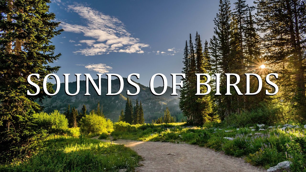 Relaxing Sounds of Nature and Birds: Sunny Field Serenade - YouTube